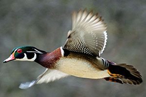 Best Duck Hunting In Georgia