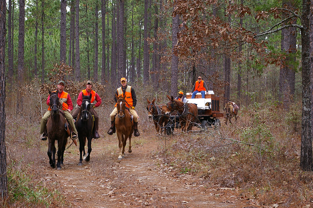 Georgia Plantations | Pine Hill Plantation